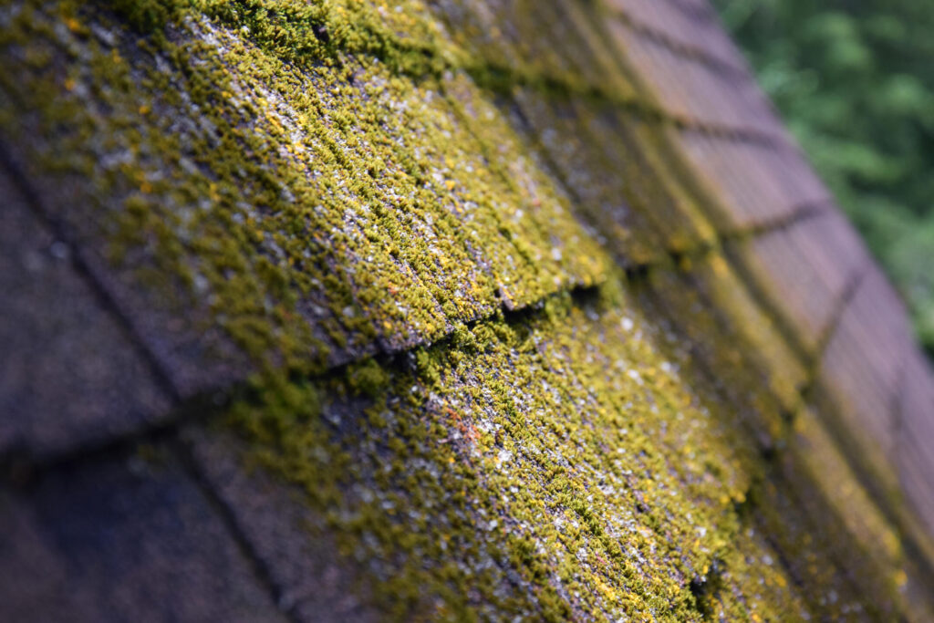 How To Get Moss Off A Roof - Roof Cleaning & Repair Guide